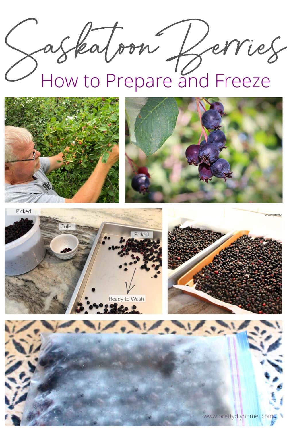 Saskatoons, Saskatoon Berries or Juneberries - Pretty DIY Home